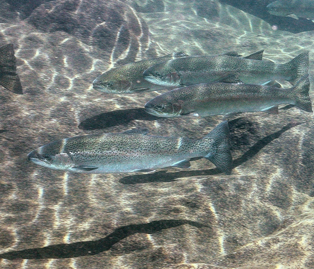 Steelhead 101: Escapement | Wild Steelheaders United