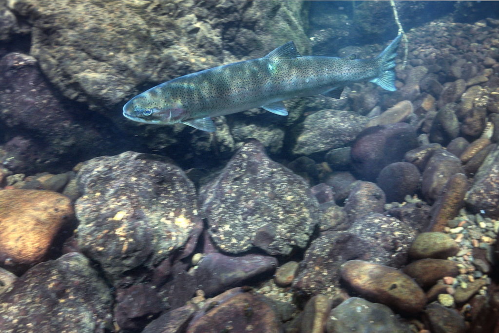 Steelhead 101: Using redd counts to estimate escapement of steelhead ...