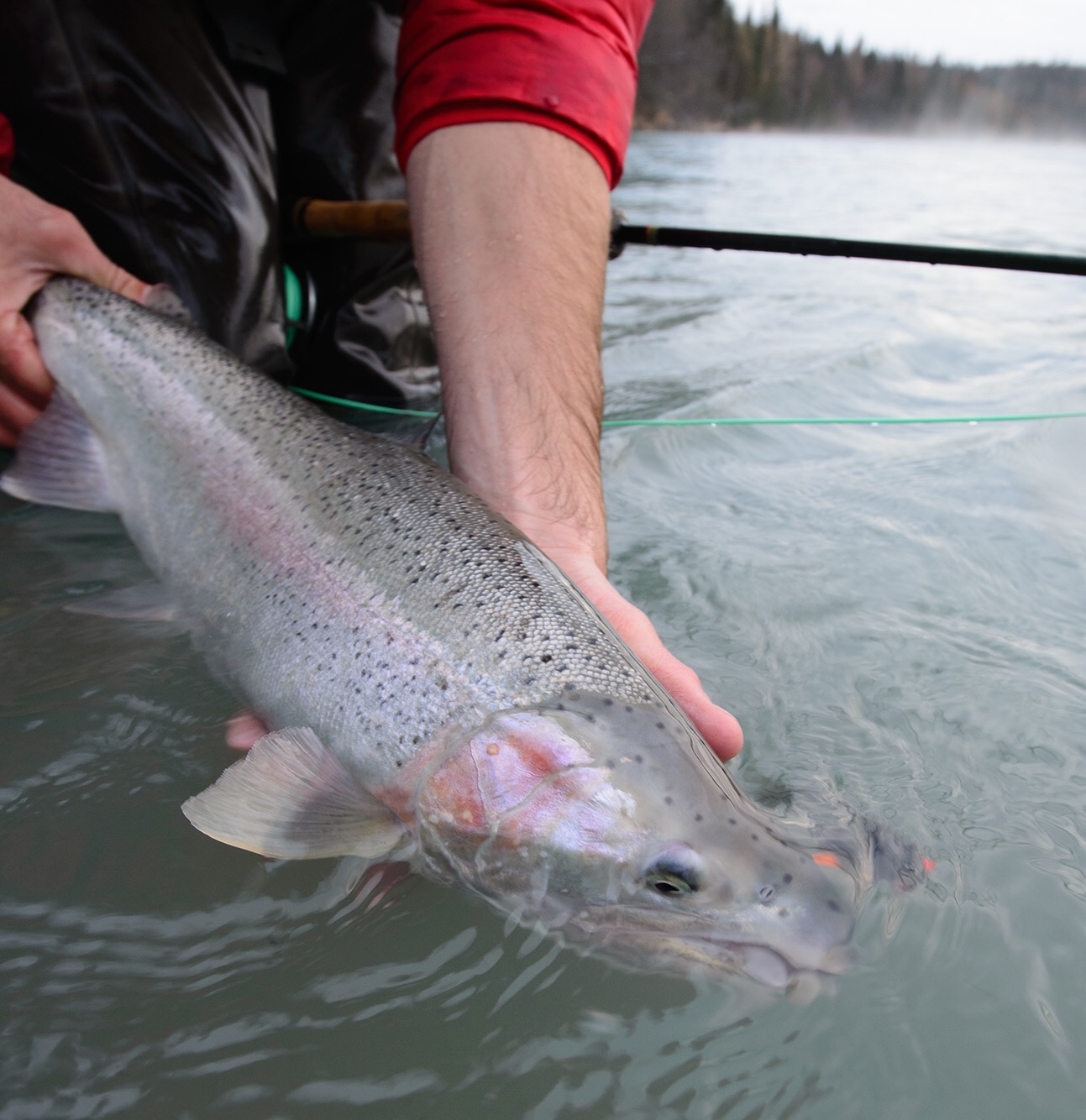 Science Friday: How does catch and release affect steelhead? – Wild ...