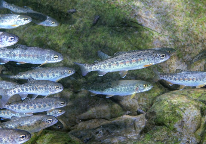 Science Friday: The life stages of juvenile steelhead – Wild ...