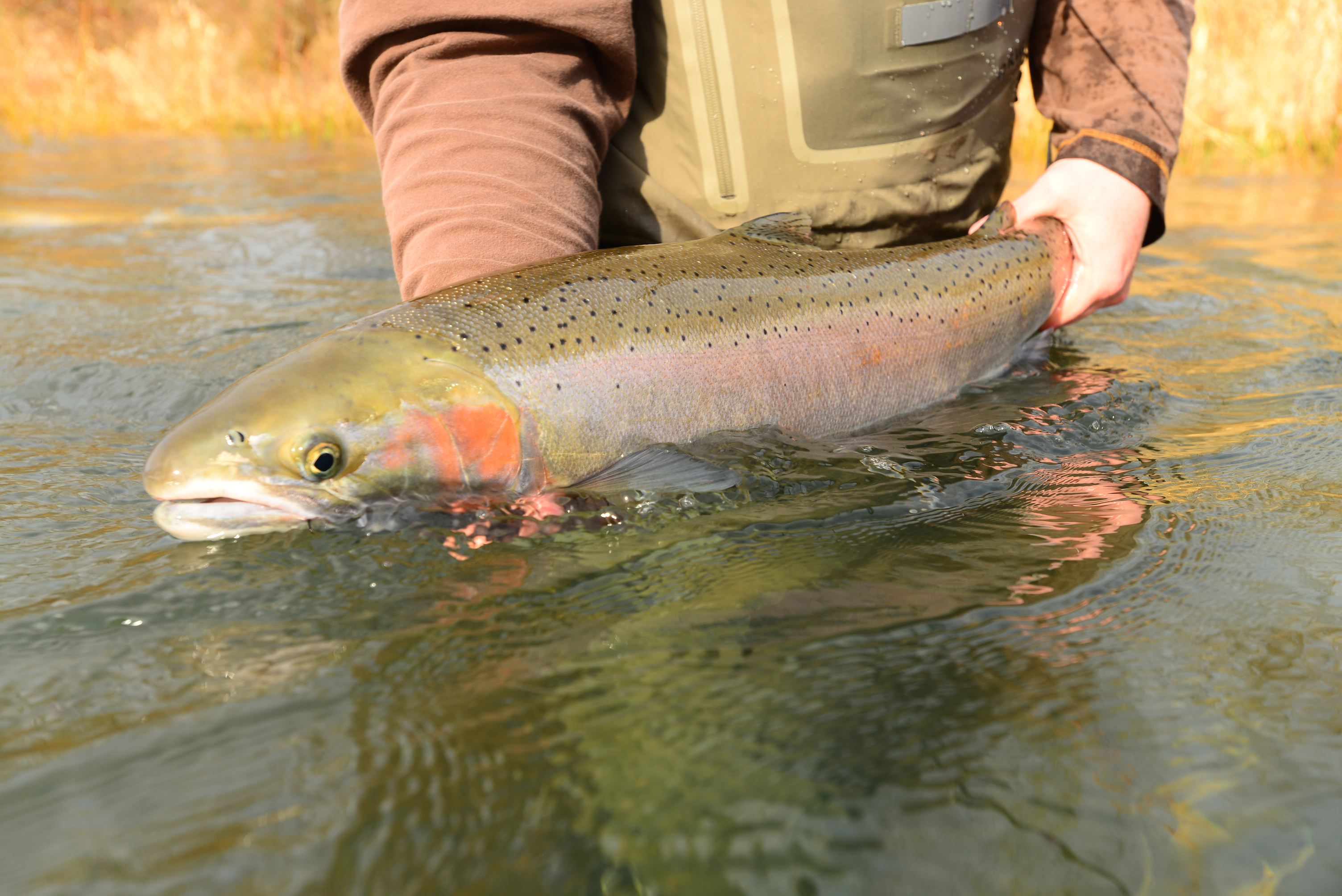 Stock Recruit Curves And Wild Steelhead, A Good Match? – Wild ...