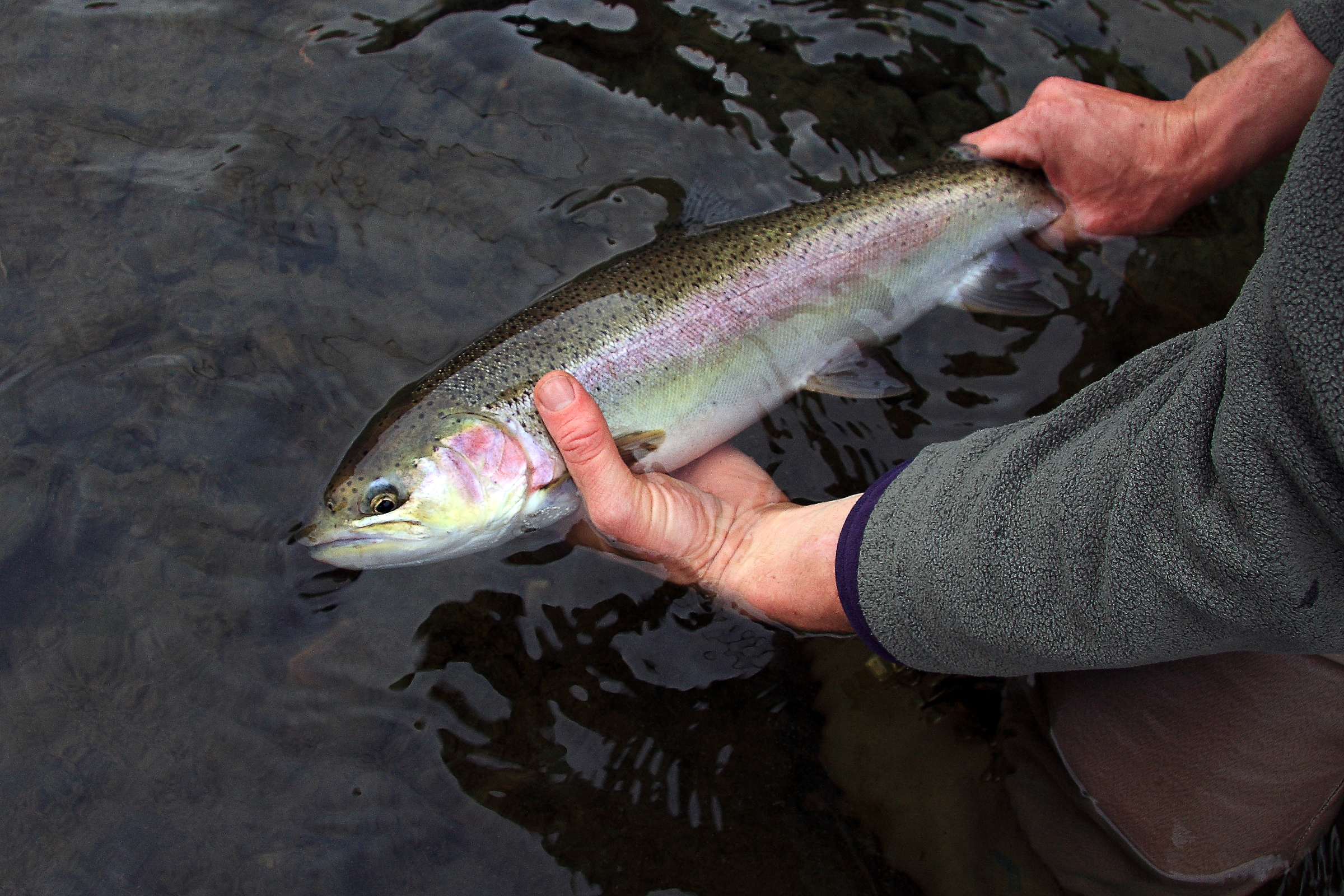 Rules for catch-and-release of steelhead – Wild Steelheaders United