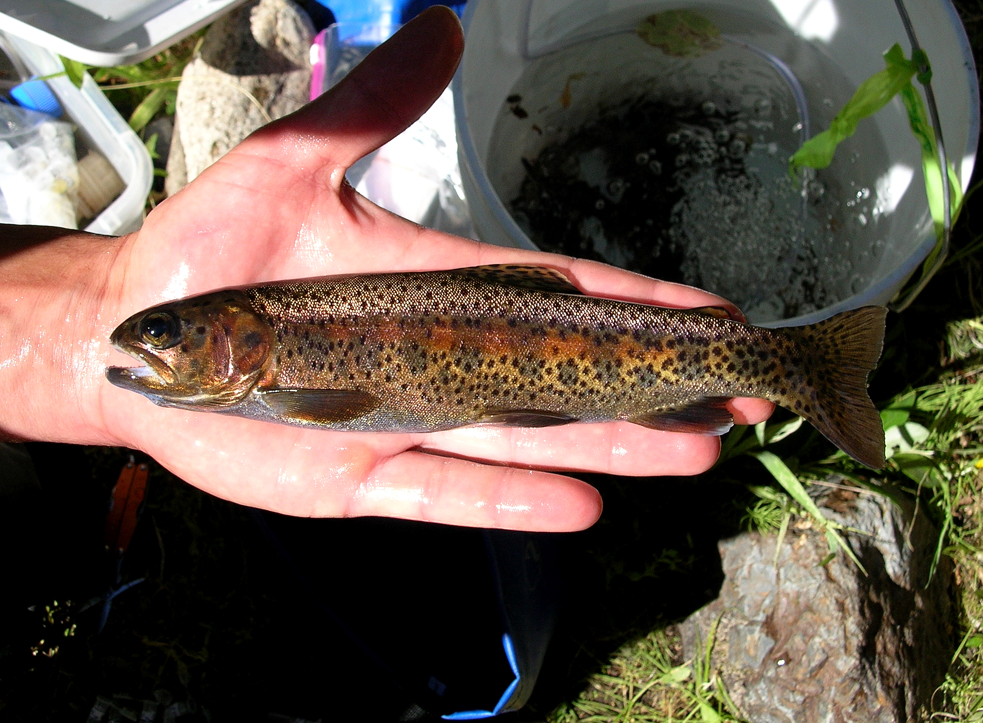 Juvenile steelhead doing what it takes to become a smolt: You grow in ...