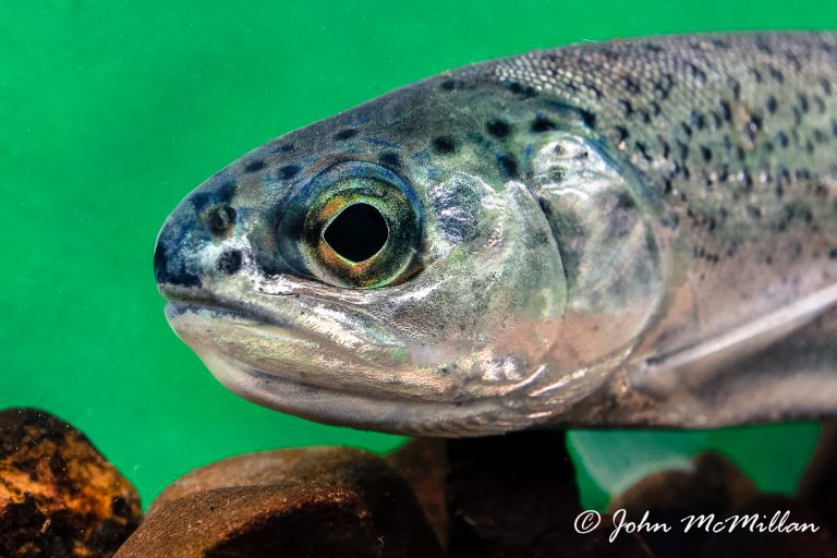 Science Friday: The life stages of juvenile steelhead – Wild ...