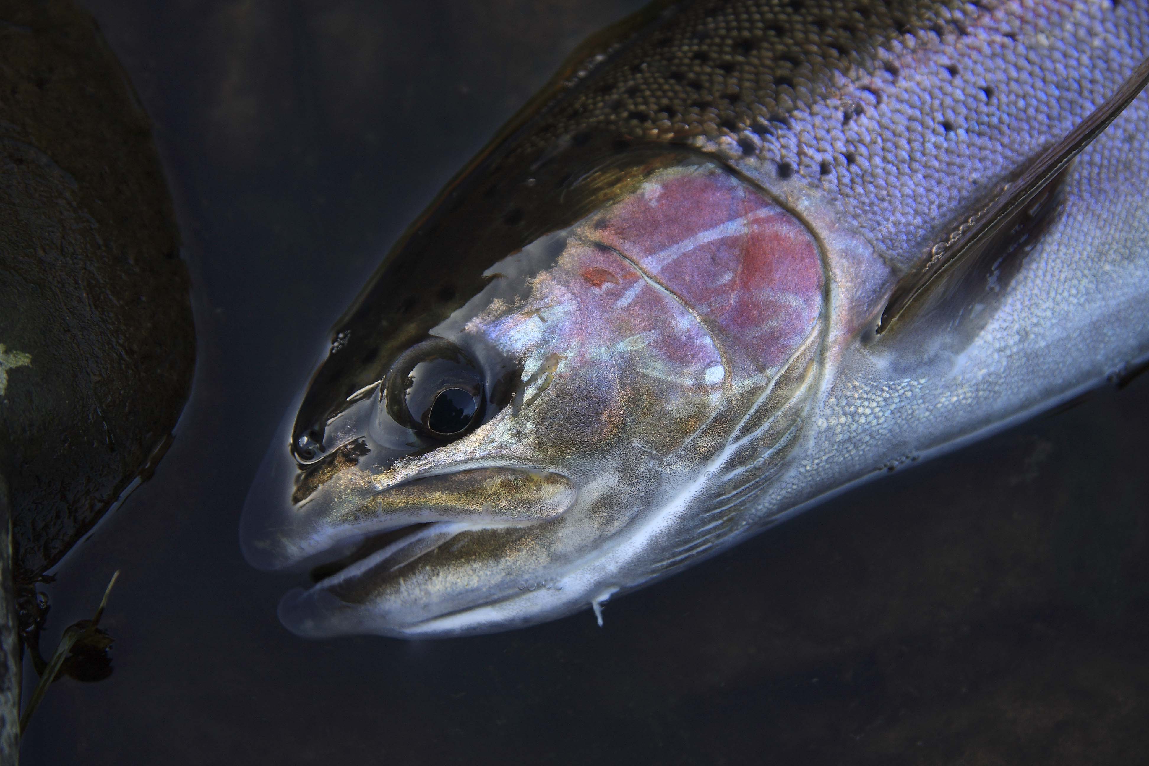 Science Friday: The fate of stranded post-spawn adult steelhead – Wild ...