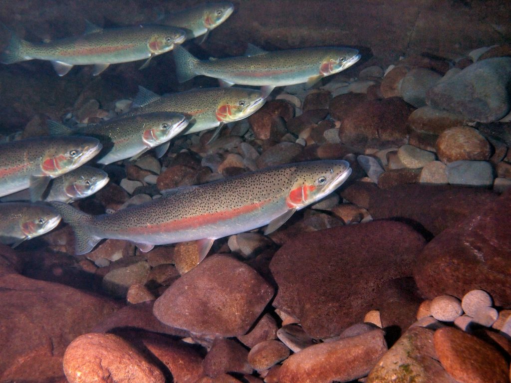 The Life Cycle of Wild Steelhead – Wild Steelheaders United