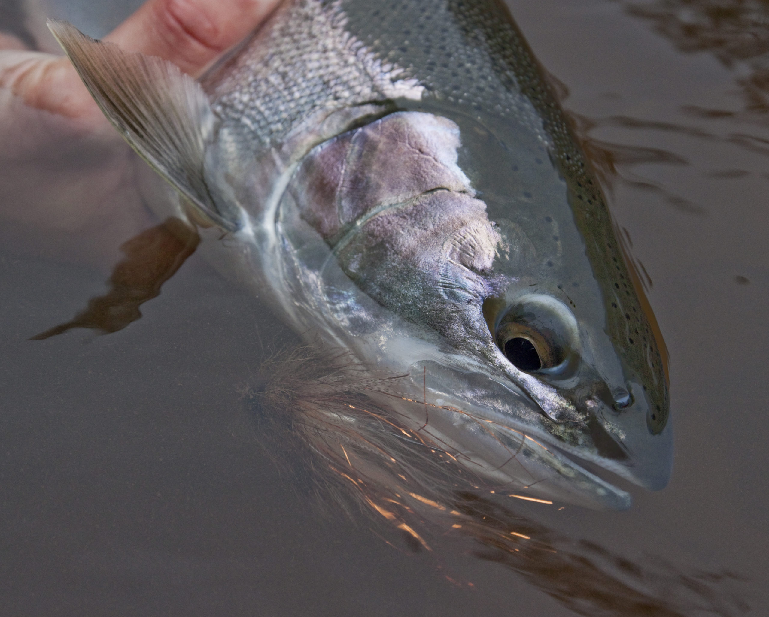 Science Friday: Nottawasaga River Steelhead Part 1 – A Great Lakes ...