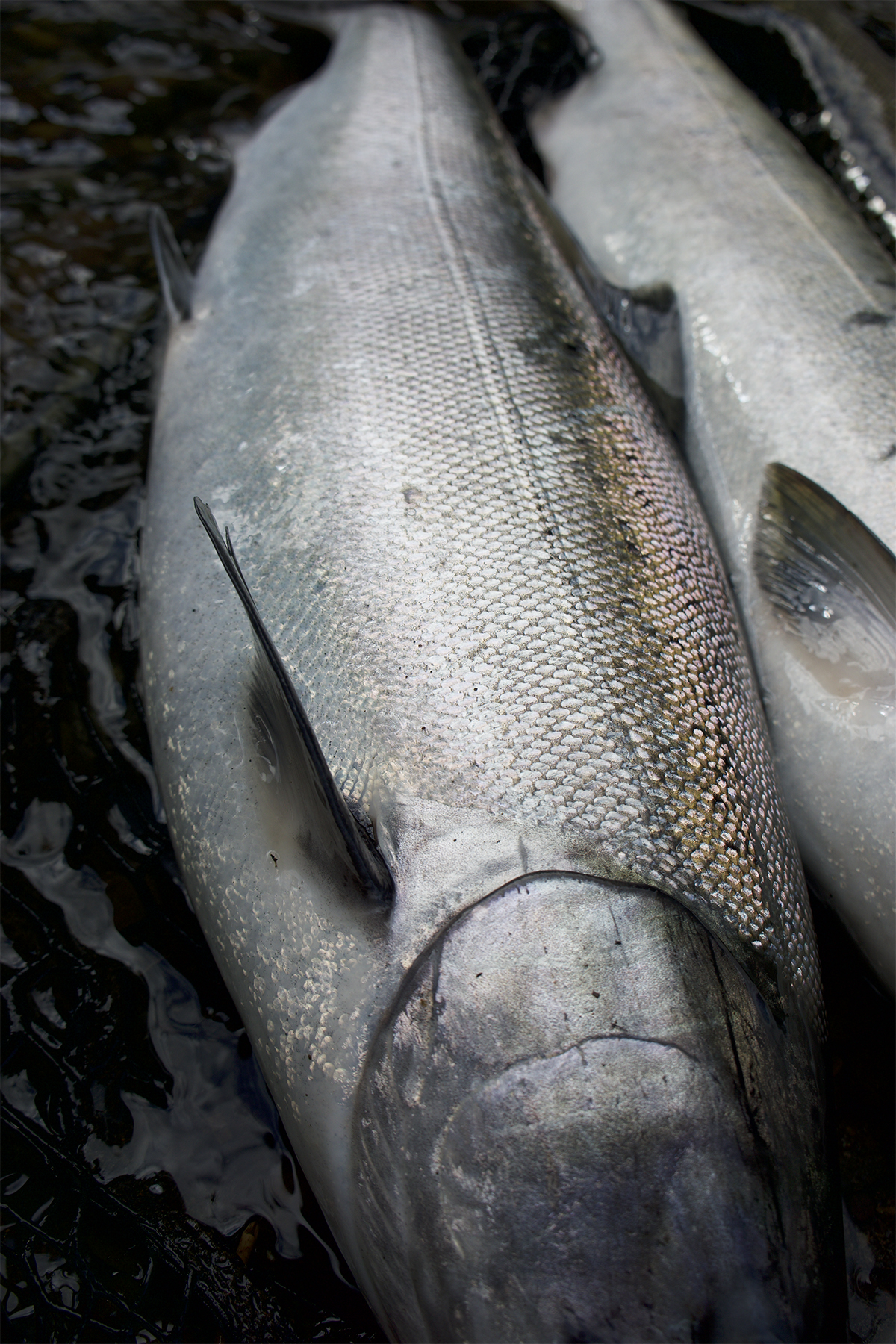 Summer Steelhead, Spring Chinook and the Delicious Thing They Have in ...