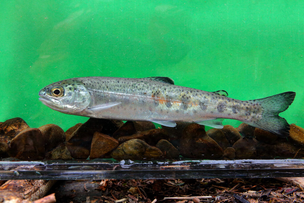 Science Friday: How do salmon and steelhead in the ocean find their way ...
