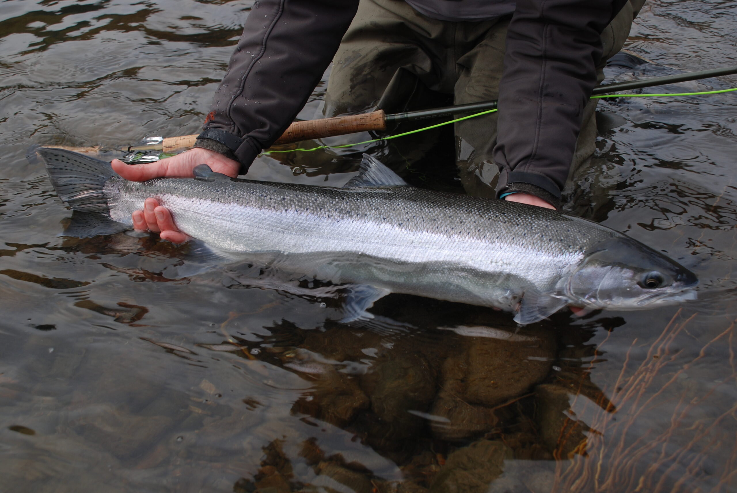 Wild Steelhead Management Zones | Wild Steelheaders United