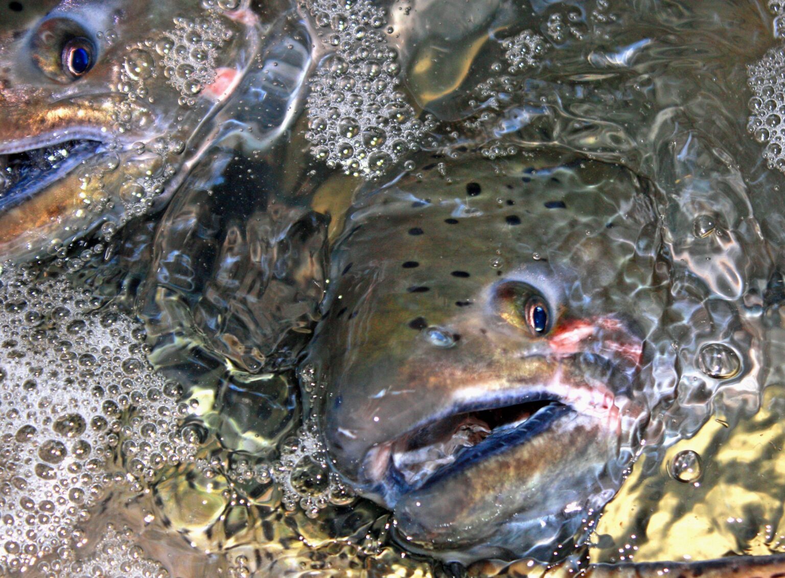 Four Northwest Governors Commit to Action for Columbia Basin Steelhead ...