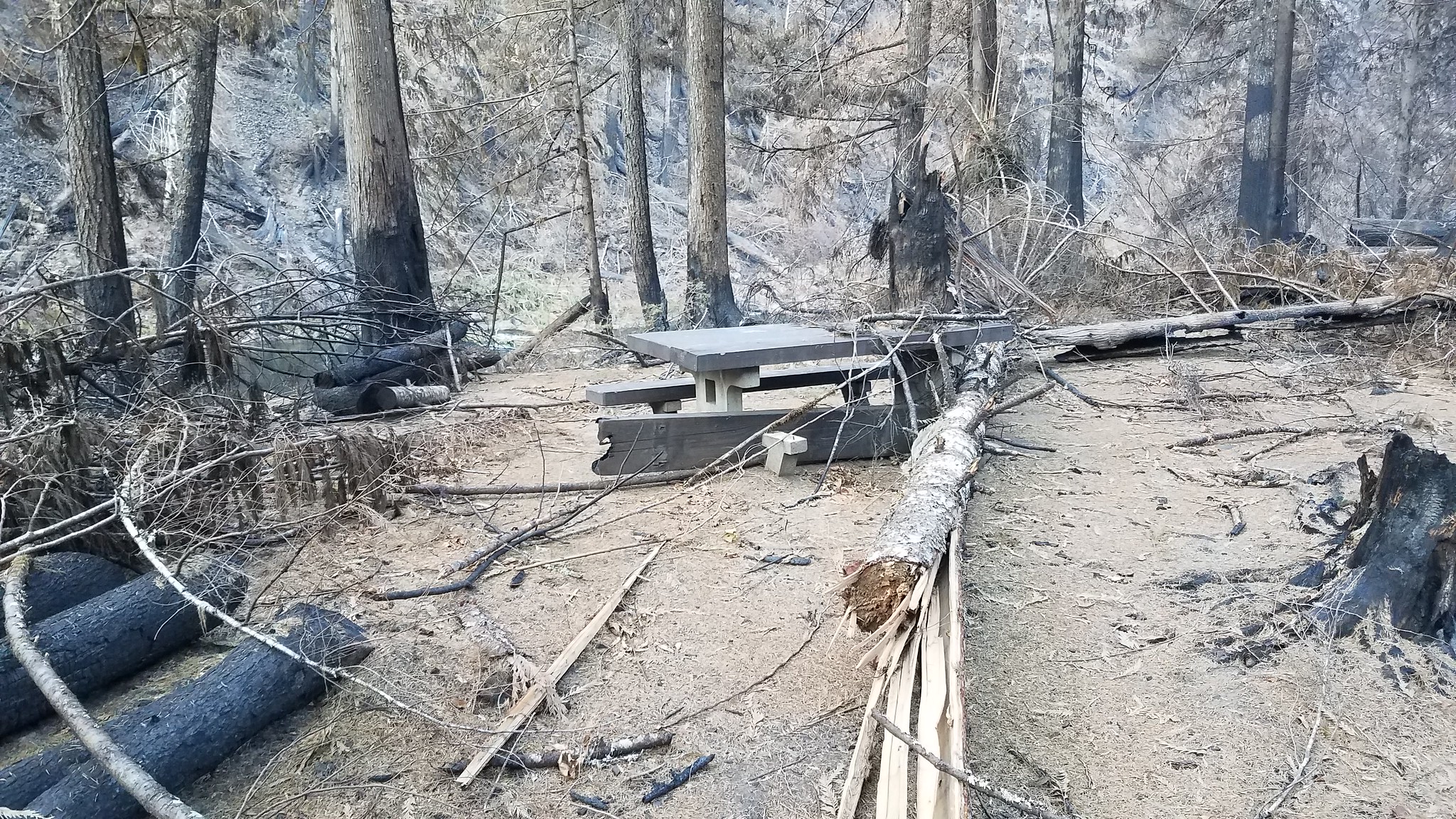 WILD: the relationship between steelhead and the fires they survive ...