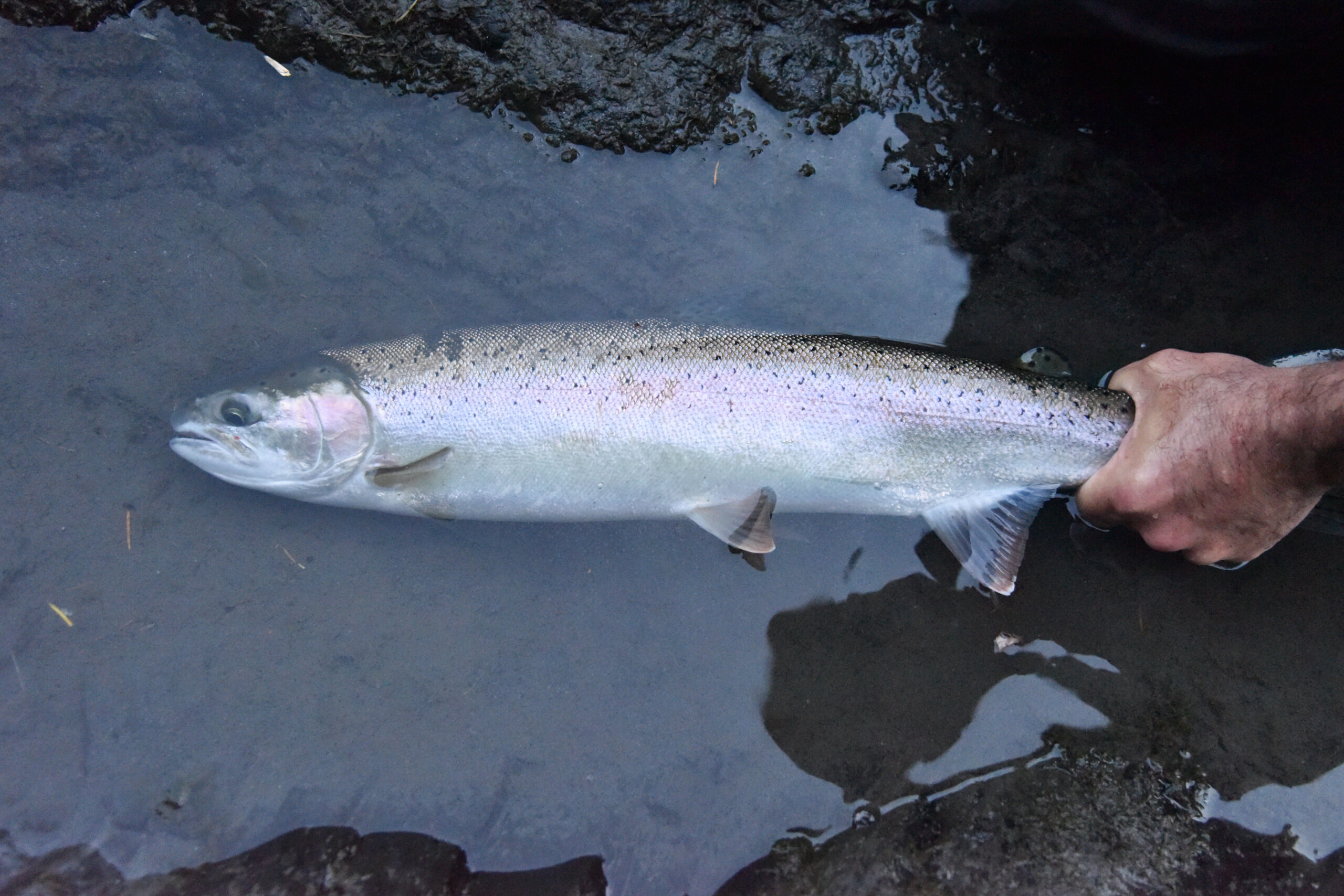 Washington state legislative preview: What’s in it for steelhead ...