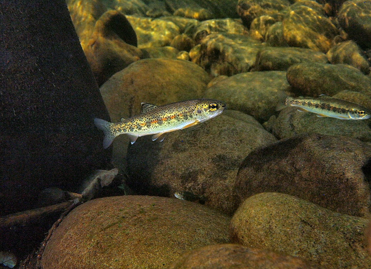 Science Friday: How dam construction — and removal — changed genetics ...