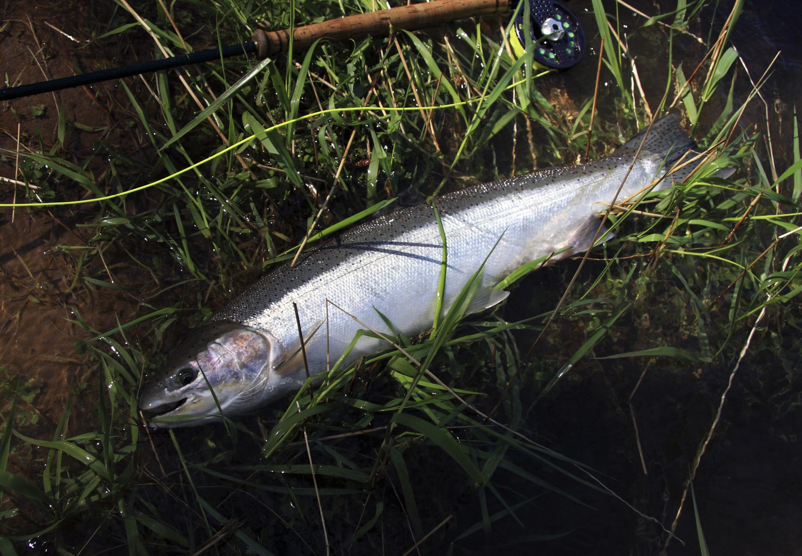 Oregon Hatchery Research Center | Wild Steelheaders United