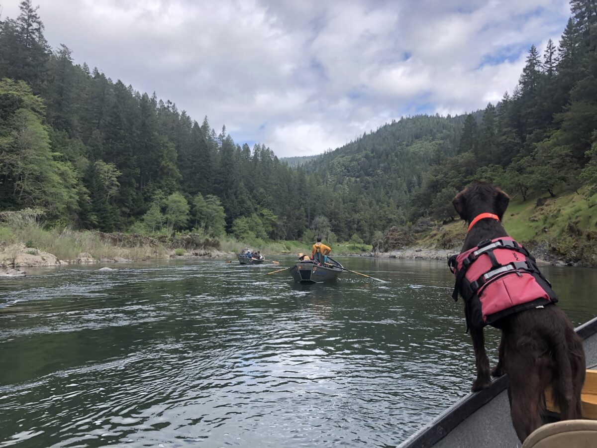 Speak up for wild steelhead of Oregon’s South Coast | Wild Steelheaders ...
