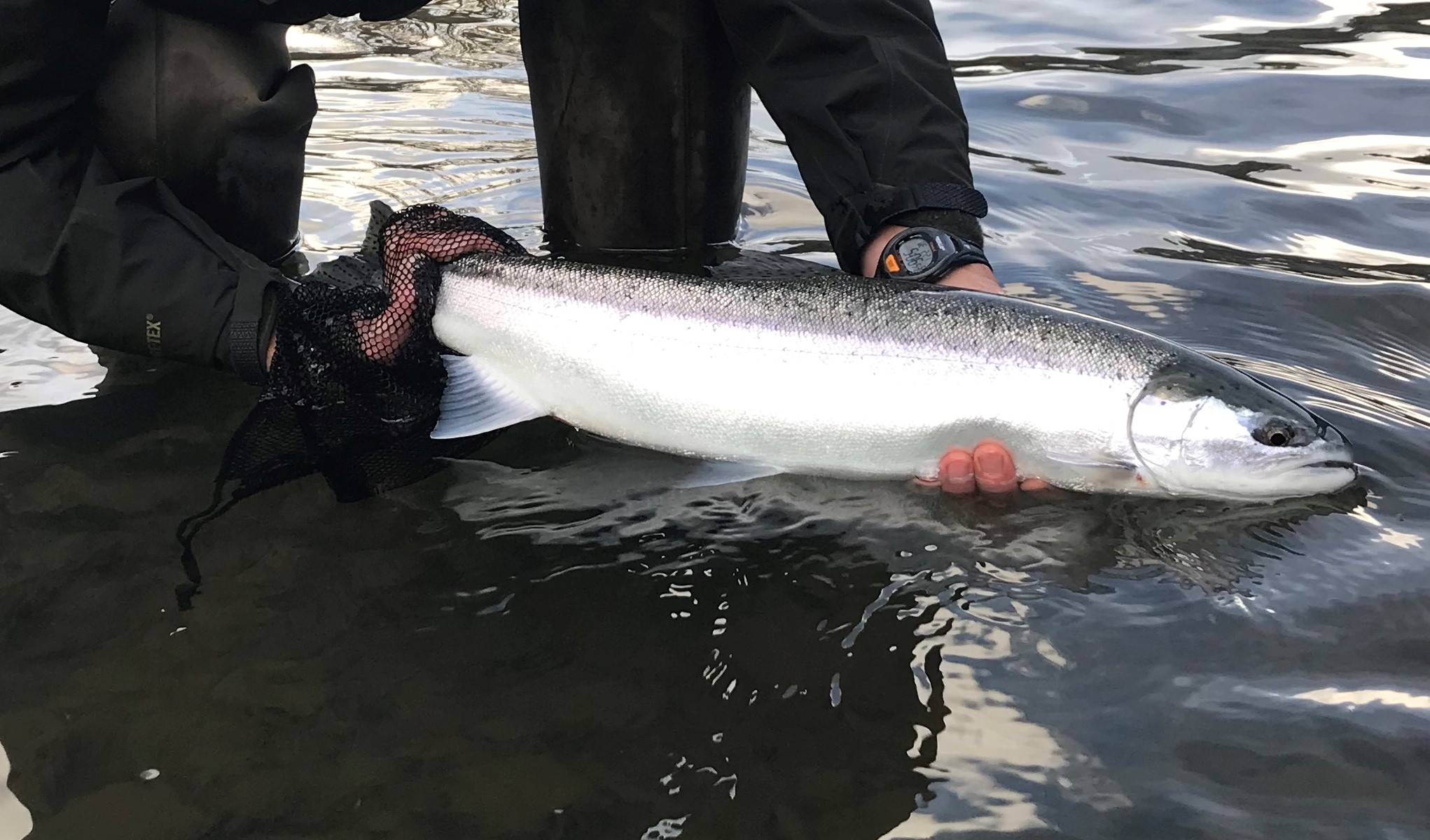 Speak up for wild steelhead of Oregon’s South Coast | Wild Steelheaders ...