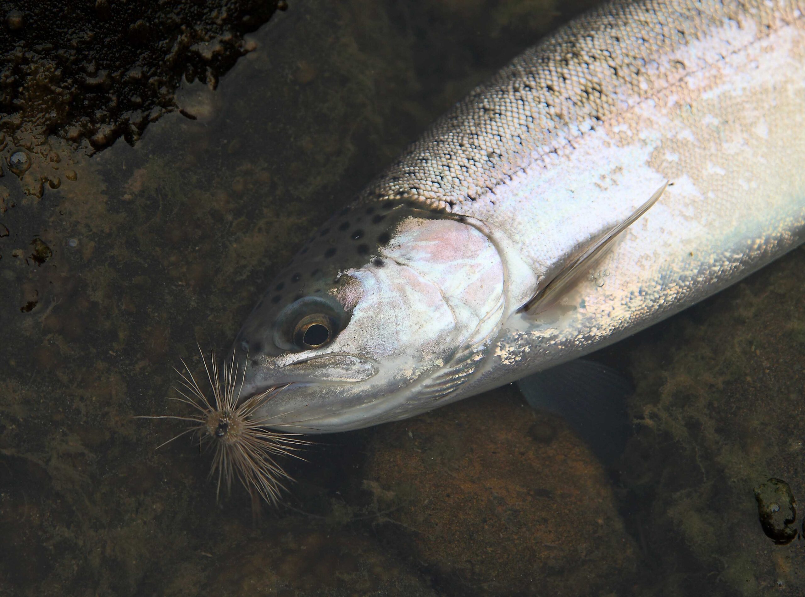What You Can Do to Help Wild Steelhead of Oregon’s South Coast | Wild ...
