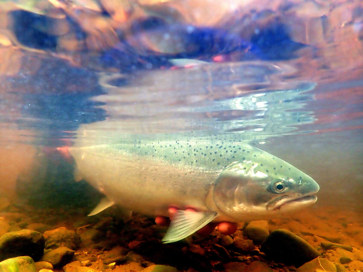 Steelhead Past to Present | Wild Steelheaders United
