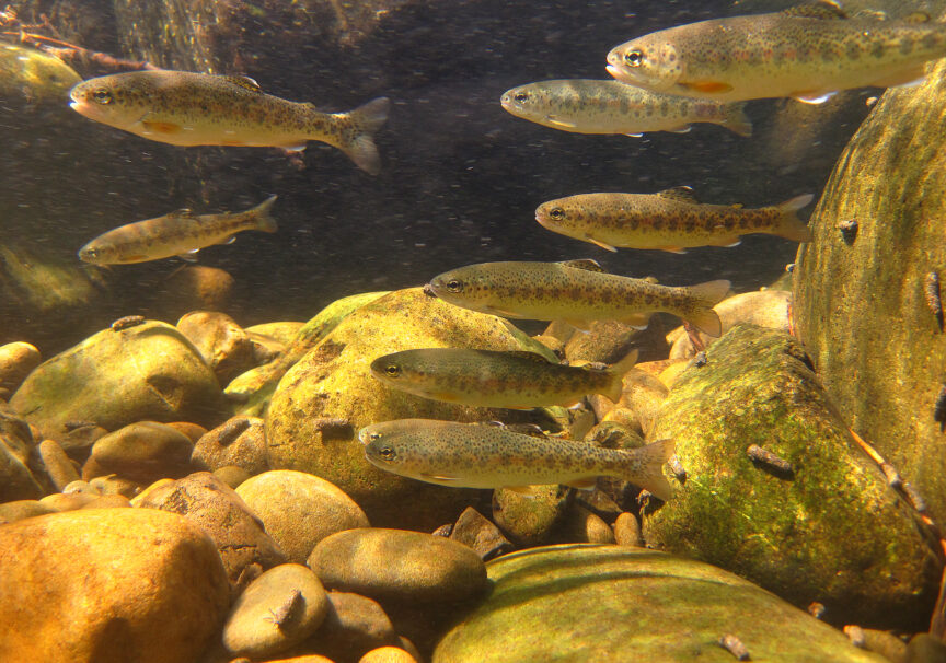 Science Friday: The shifting baseline of Olympic Peninsula steelhead ...
