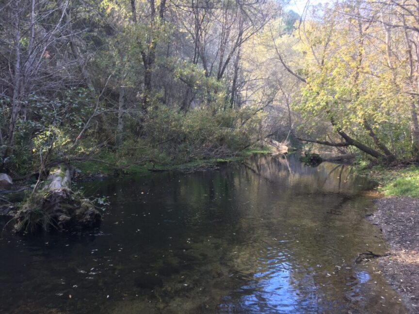 Clearing the way for wild steelhead on the Carmel River | Wild ...