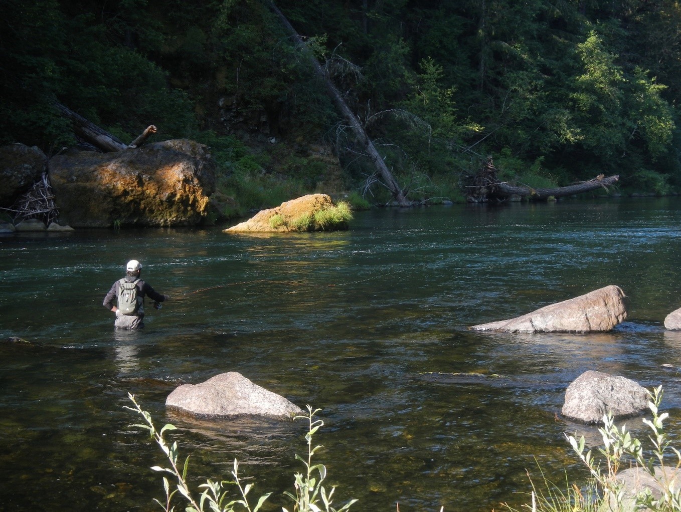 NORTH UMPQUA UPDATE – STATUS OF HATCHERY SUMMER STEELHEAD PROGRAM ...
