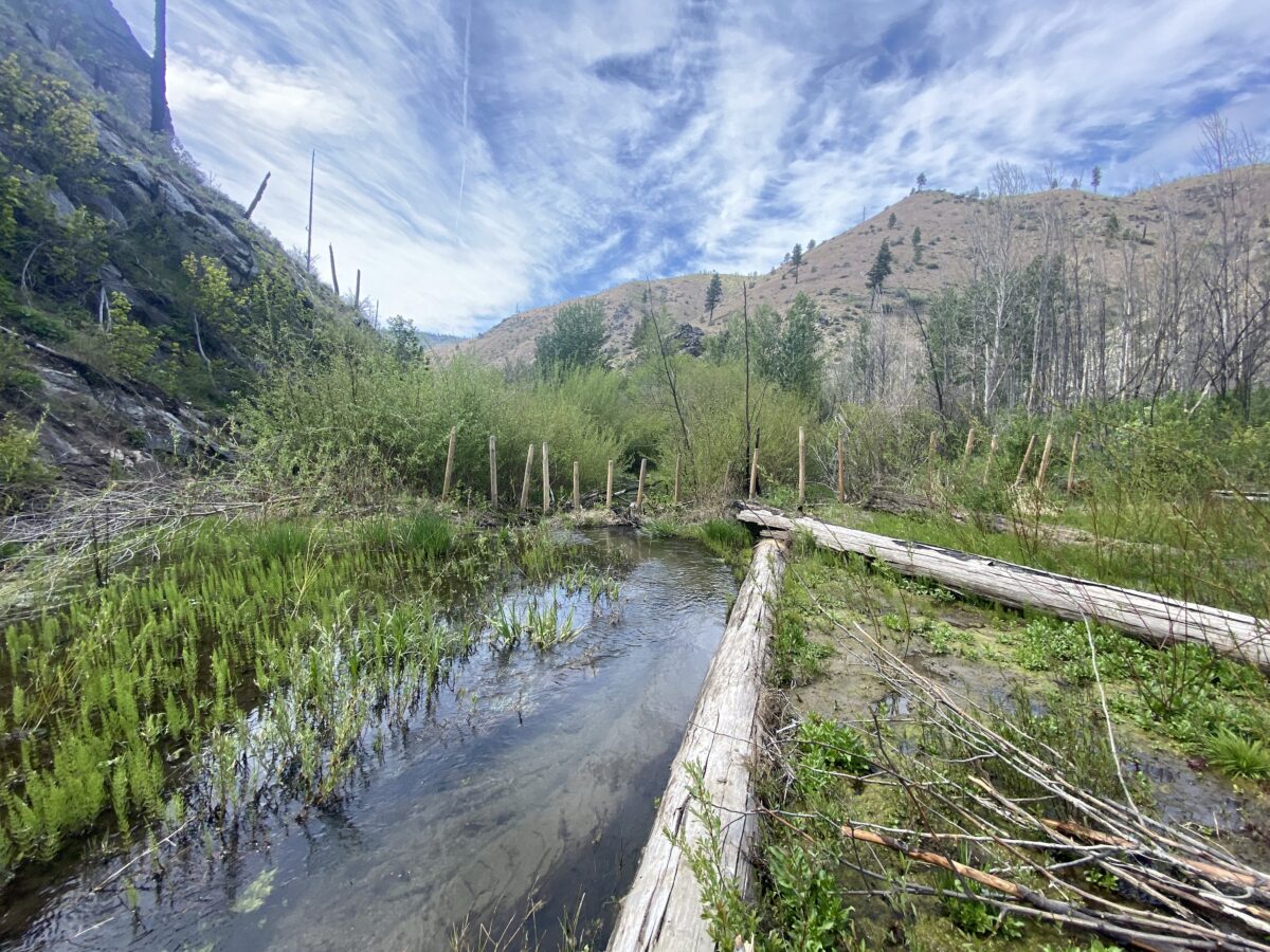 Steelhead Find an Unlikely Friend in Beavers | Wild Steelheaders United
