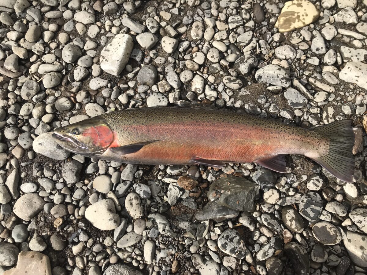 A WDFW Internal Evaluation of Coastal Steelhead Hatchery Programs ...