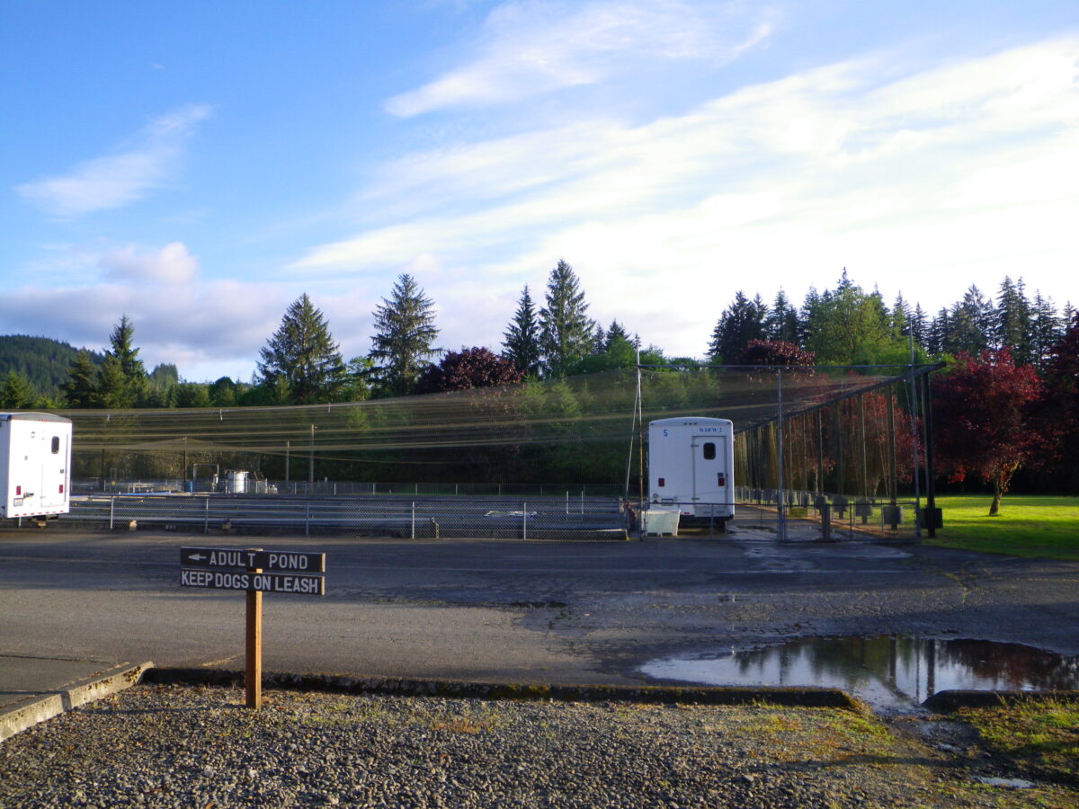 Key Questions Surrounding the WDFW’s Hatchery White Paper | Wild ...