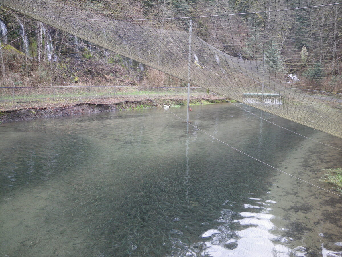 Key Questions Surrounding the WDFW’s Hatchery White Paper | Wild ...