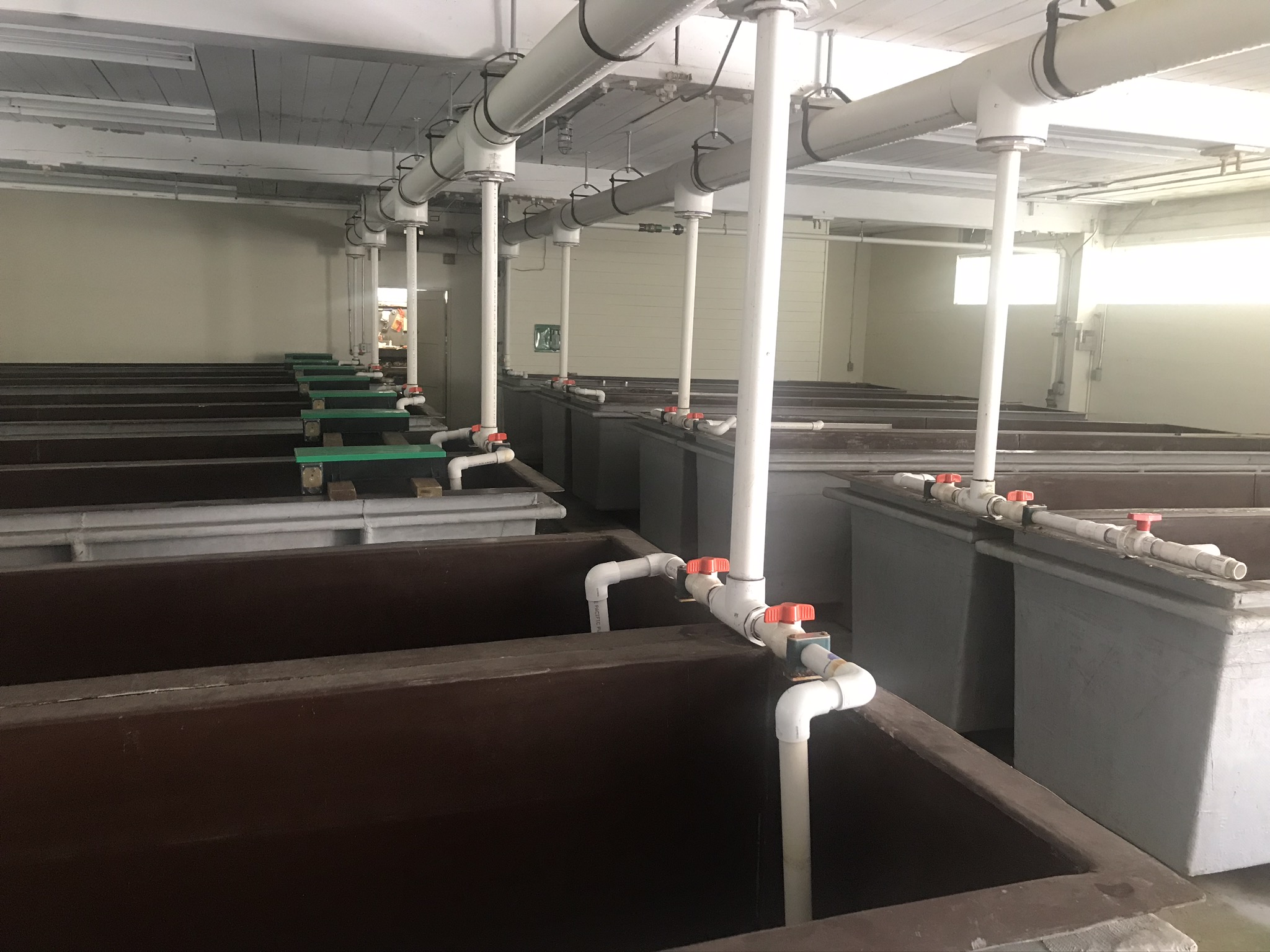 Key Questions Surrounding the WDFW’s Hatchery White Paper | Wild ...