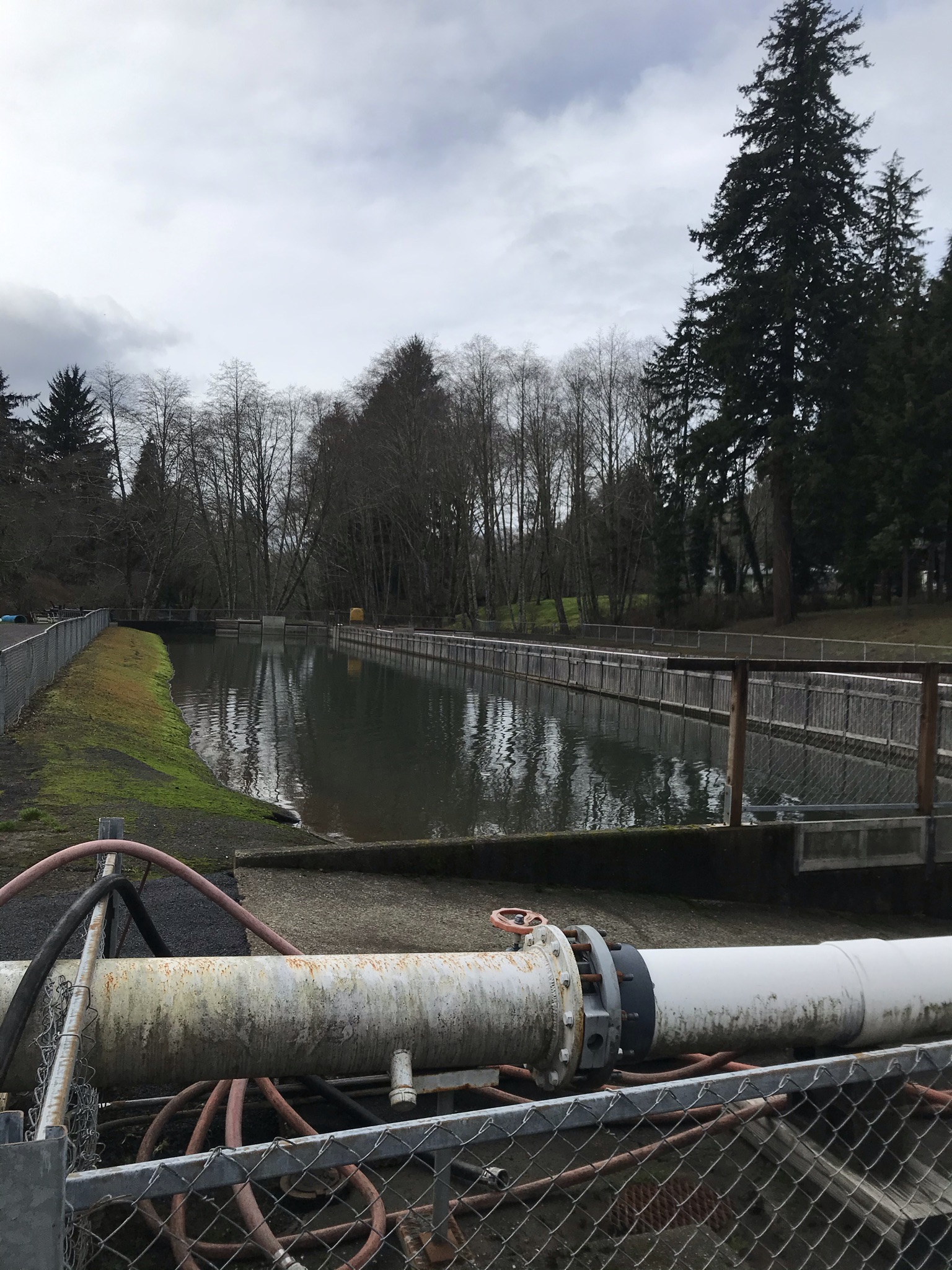 Key Questions Surrounding the WDFW’s Hatchery White Paper | Wild ...