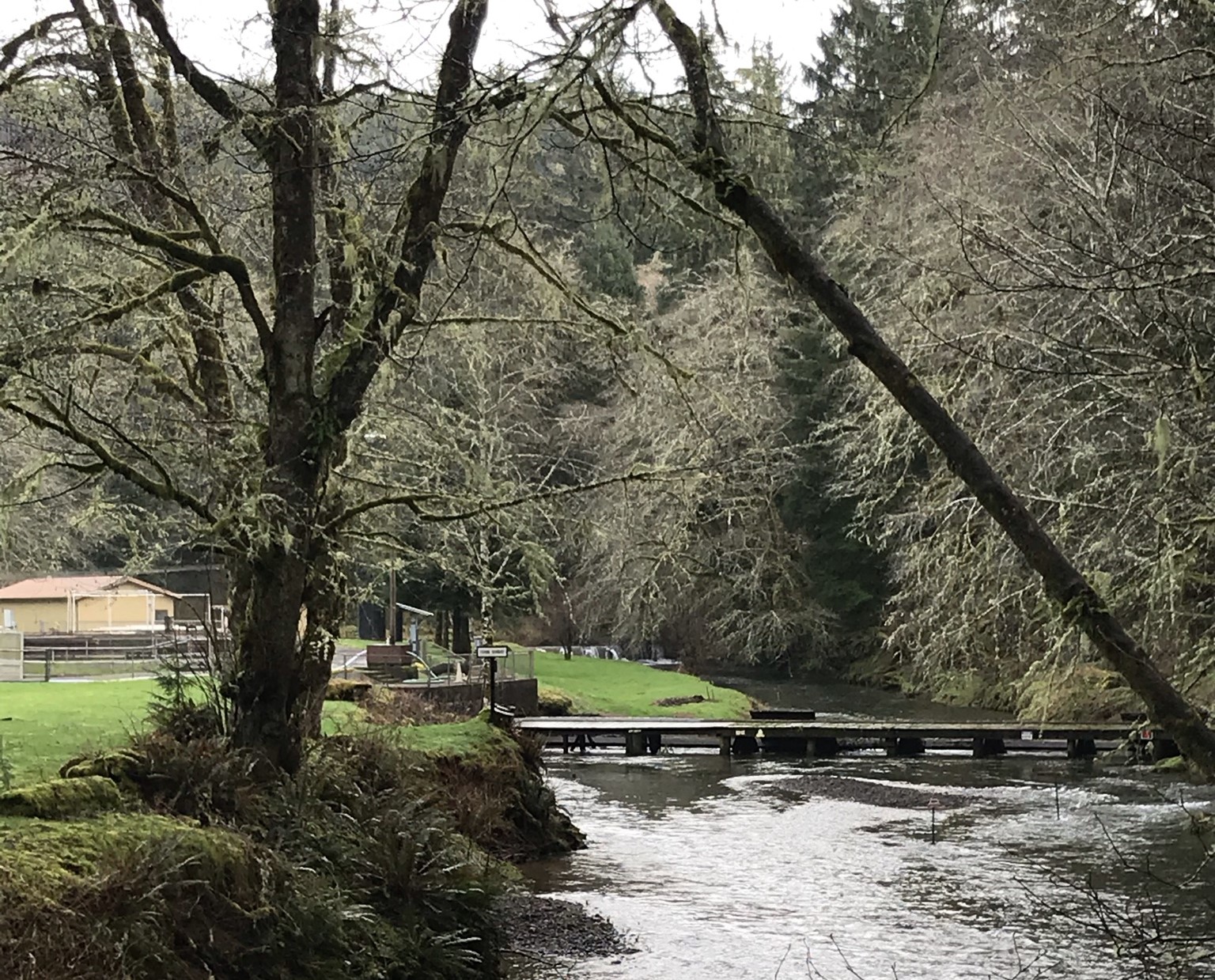 Key Questions Surrounding the WDFW’s Hatchery White Paper | Wild ...