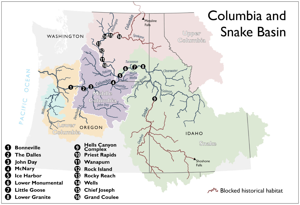 Science Friday (PART TWO): Disappearing Steelhead – The Fate of Summer ...