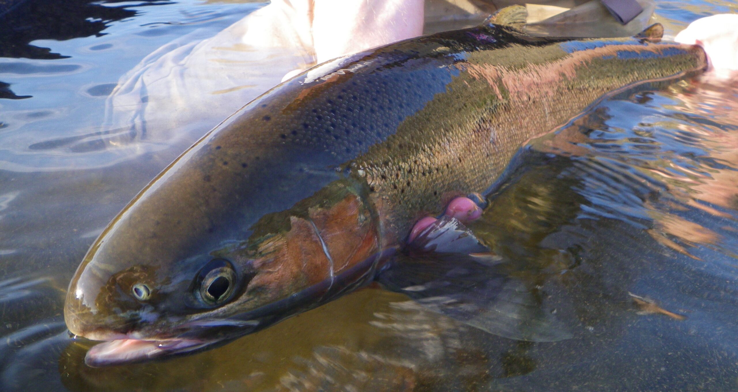 Science Friday (PART TWO): Disappearing Steelhead – The Fate of Summer ...