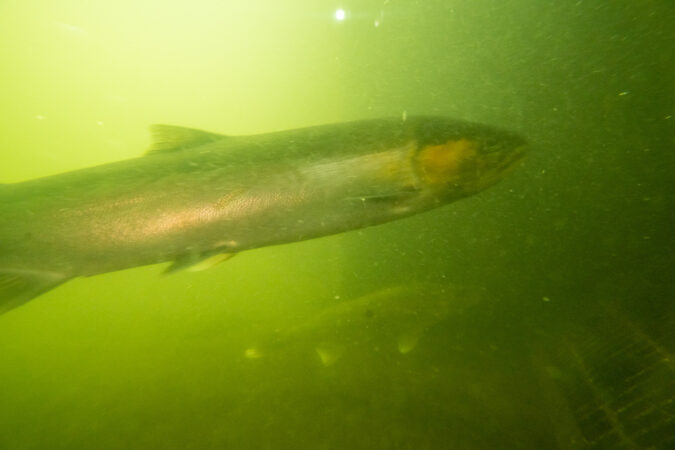 Science Friday (PART ONE): Disappearing Steelhead – The Fate of Summer ...