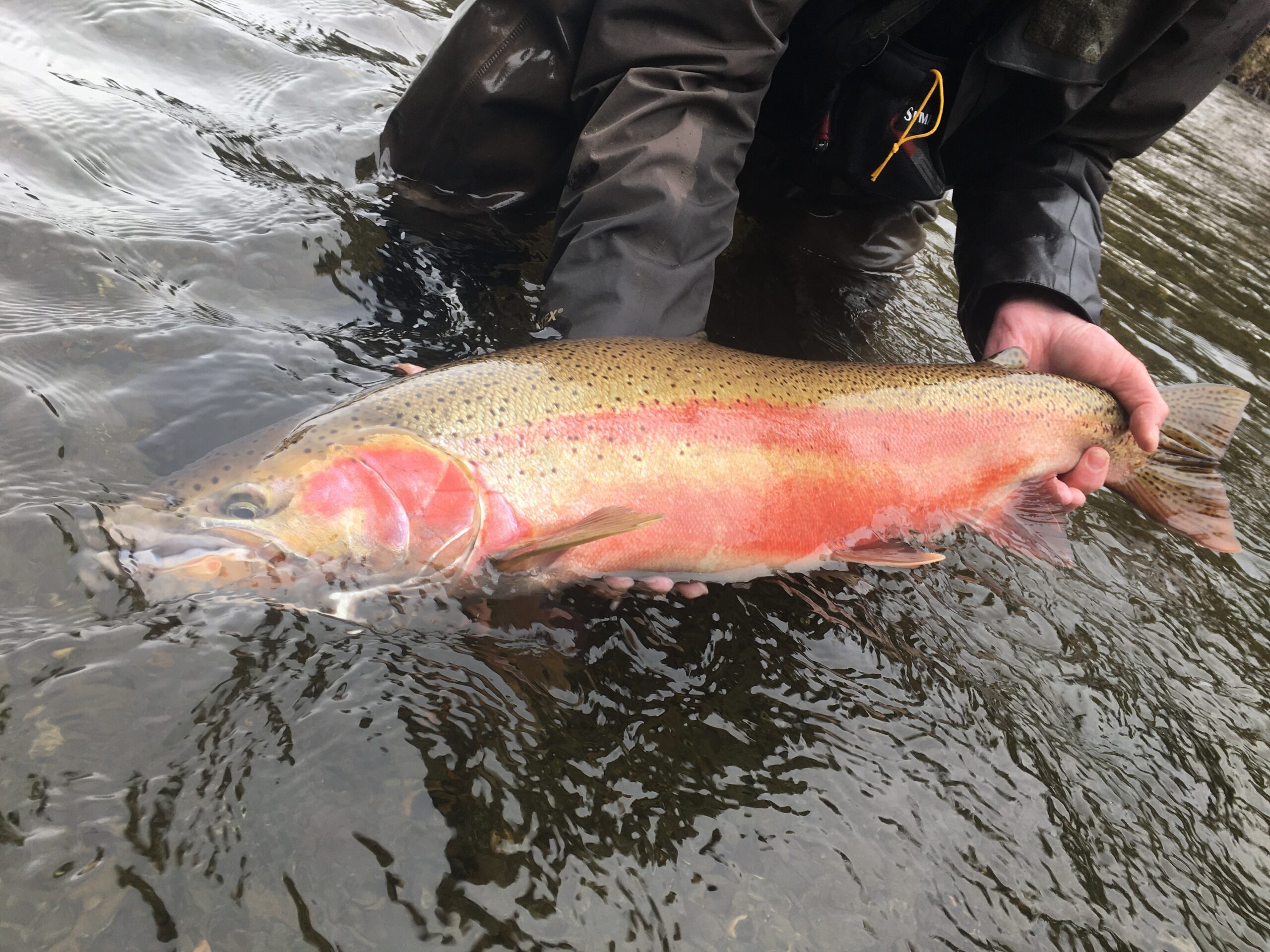 Science Friday: What’s up with these kelts? | Wild Steelheaders United