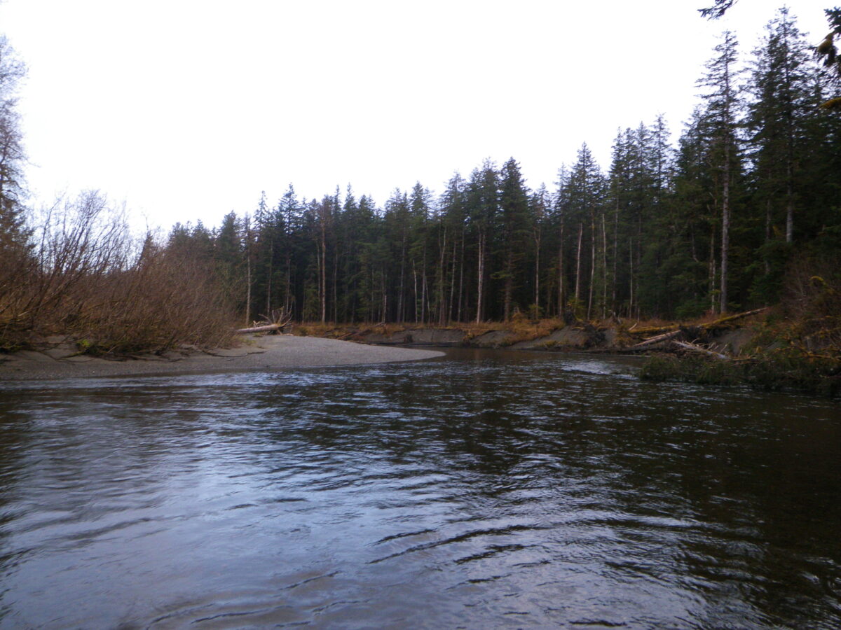 Science Friday: What’s up with these kelts? | Wild Steelheaders United