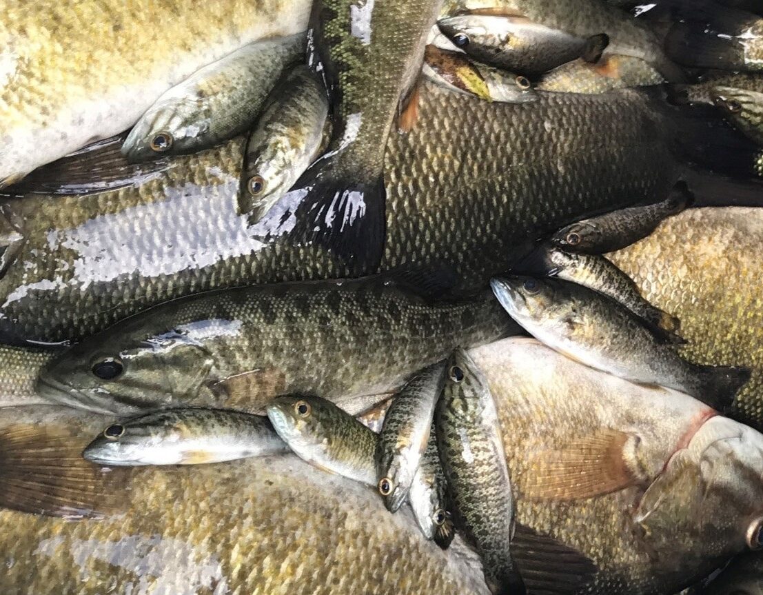 Legislative Update: Two Policy Achievements in Oregon! | Wild ...