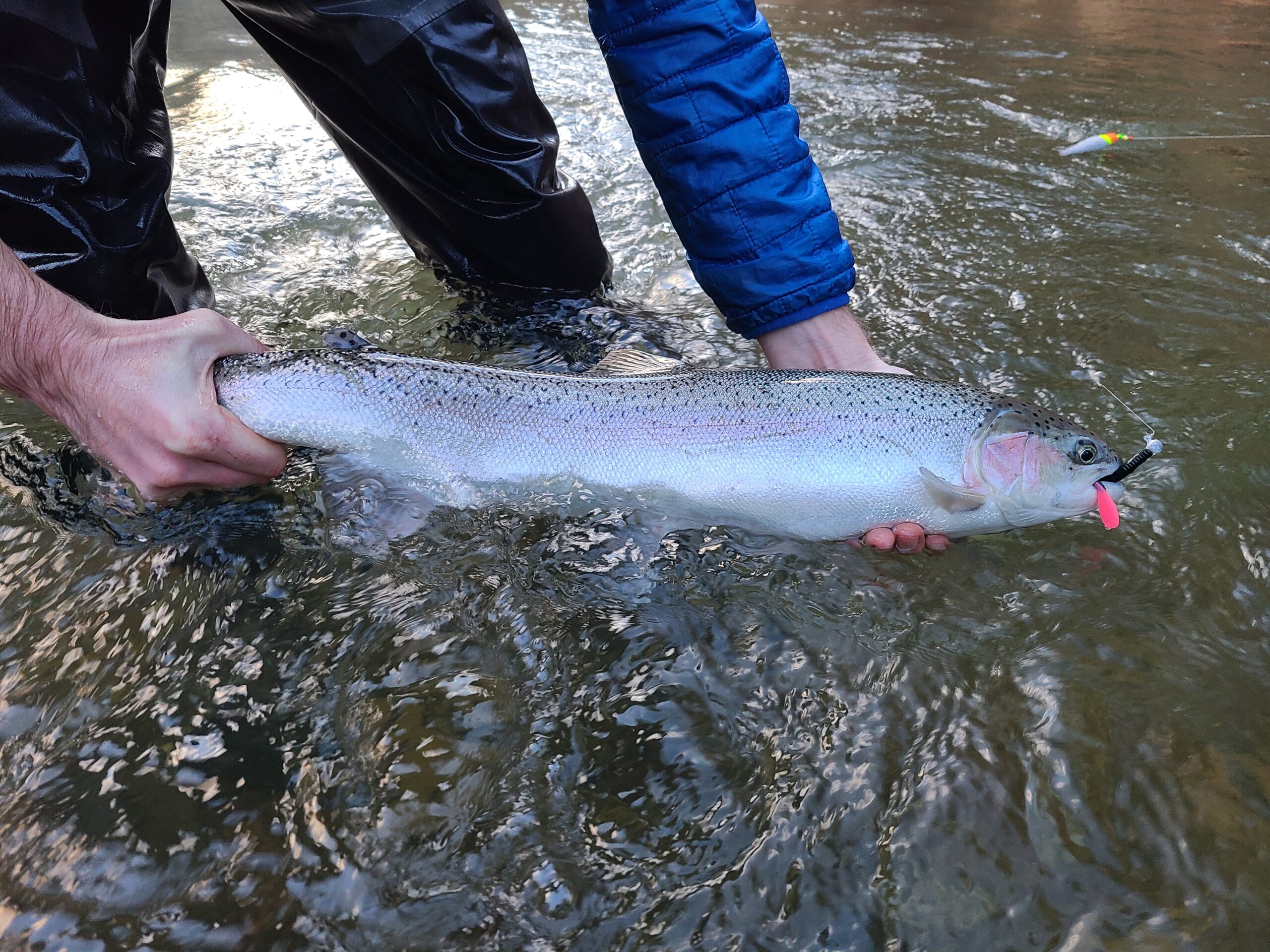 New Protection Status Proposed for Three Washington Rivers | Wild ...