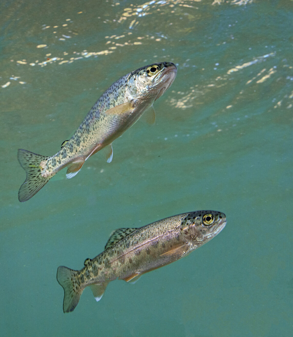 Science Friday: Rapid diversification in Salmon and Steelhead ...