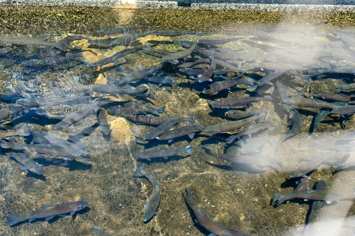 A New Scientific Resource to Better Understand the Global Impacts of ...