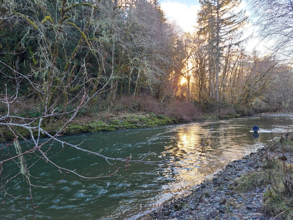 New Protections for Three Washington Rivers | Wild Steelheaders United
