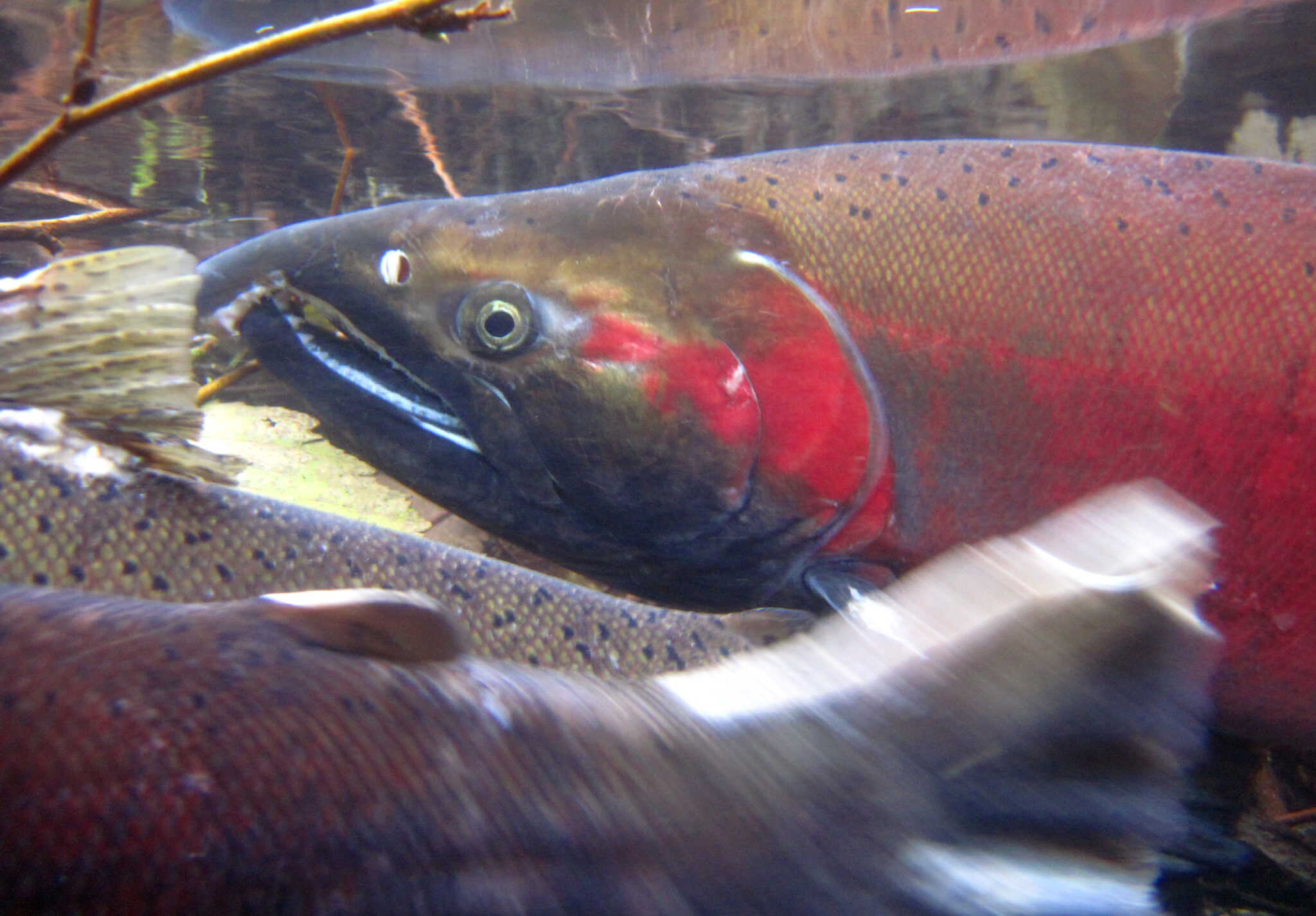 A Watershed Moment on the Elwha River | Wild Steelheaders United