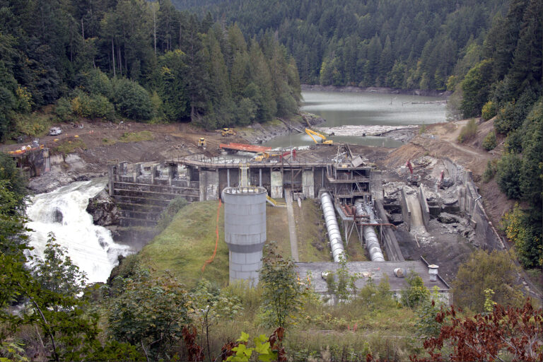 A Watershed Moment on the Elwha River | Wild Steelheaders United