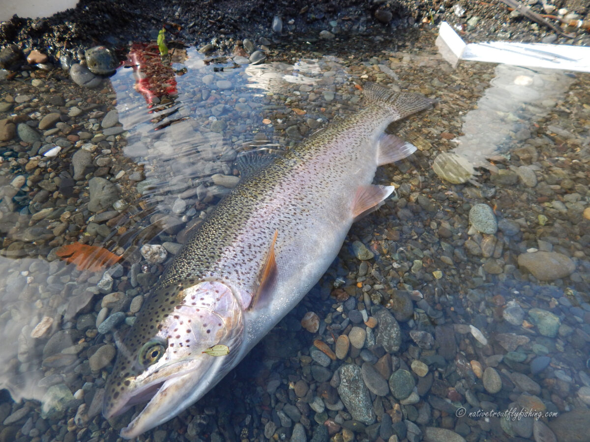 WDFW Begins Development of Native Trout Harvest Management Policy ...