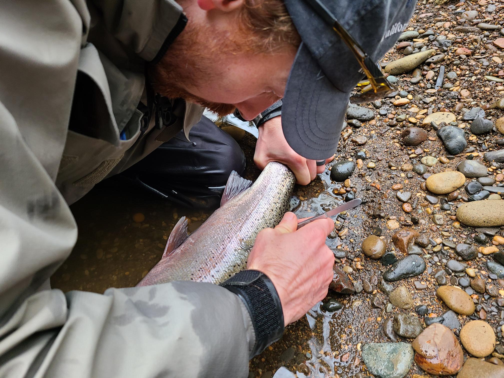 December 2024 | Wild Steelheaders United