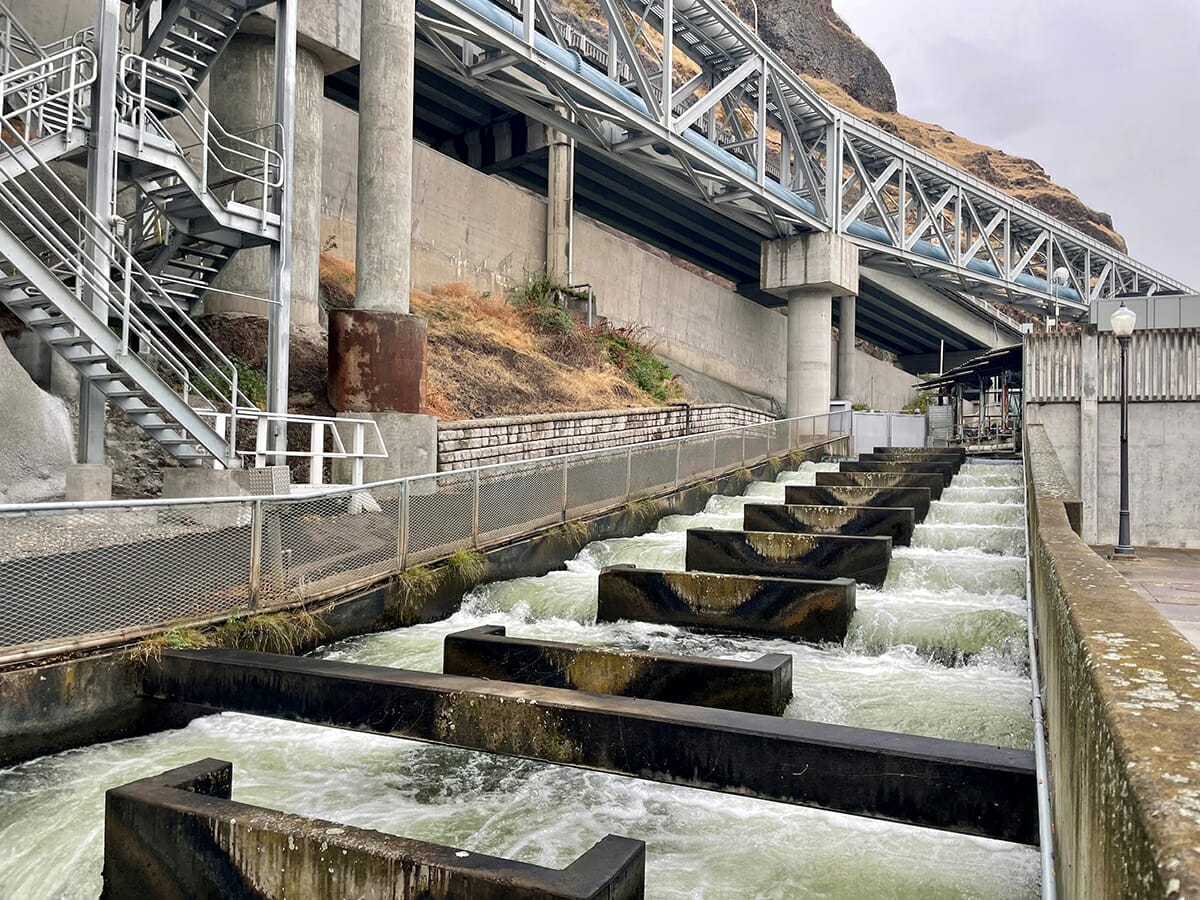 Numbers look good, but are they really? | Wild Steelheaders United