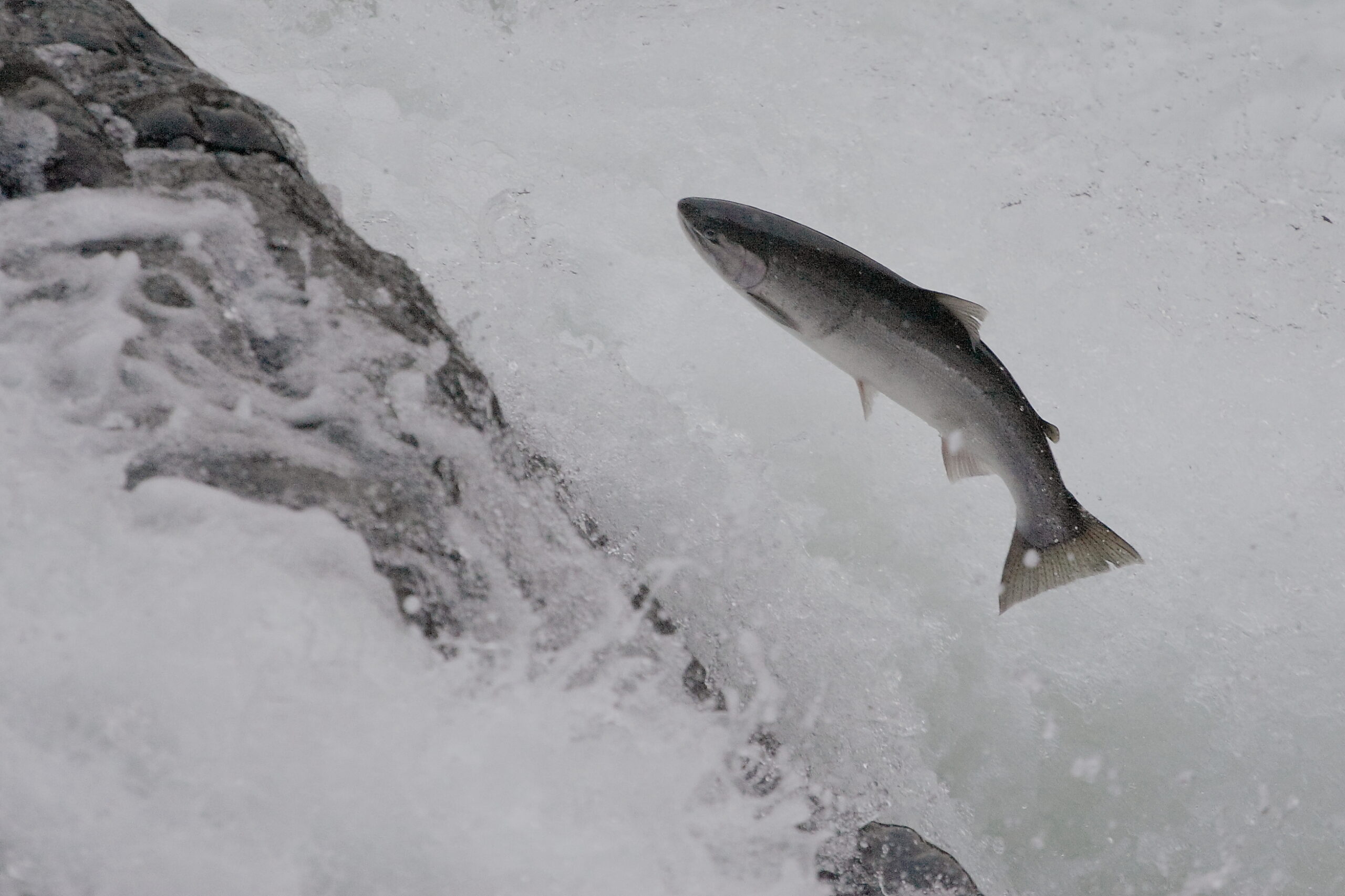 Happy Wild Steelhead Day in Washington! | Wild Steelheaders United