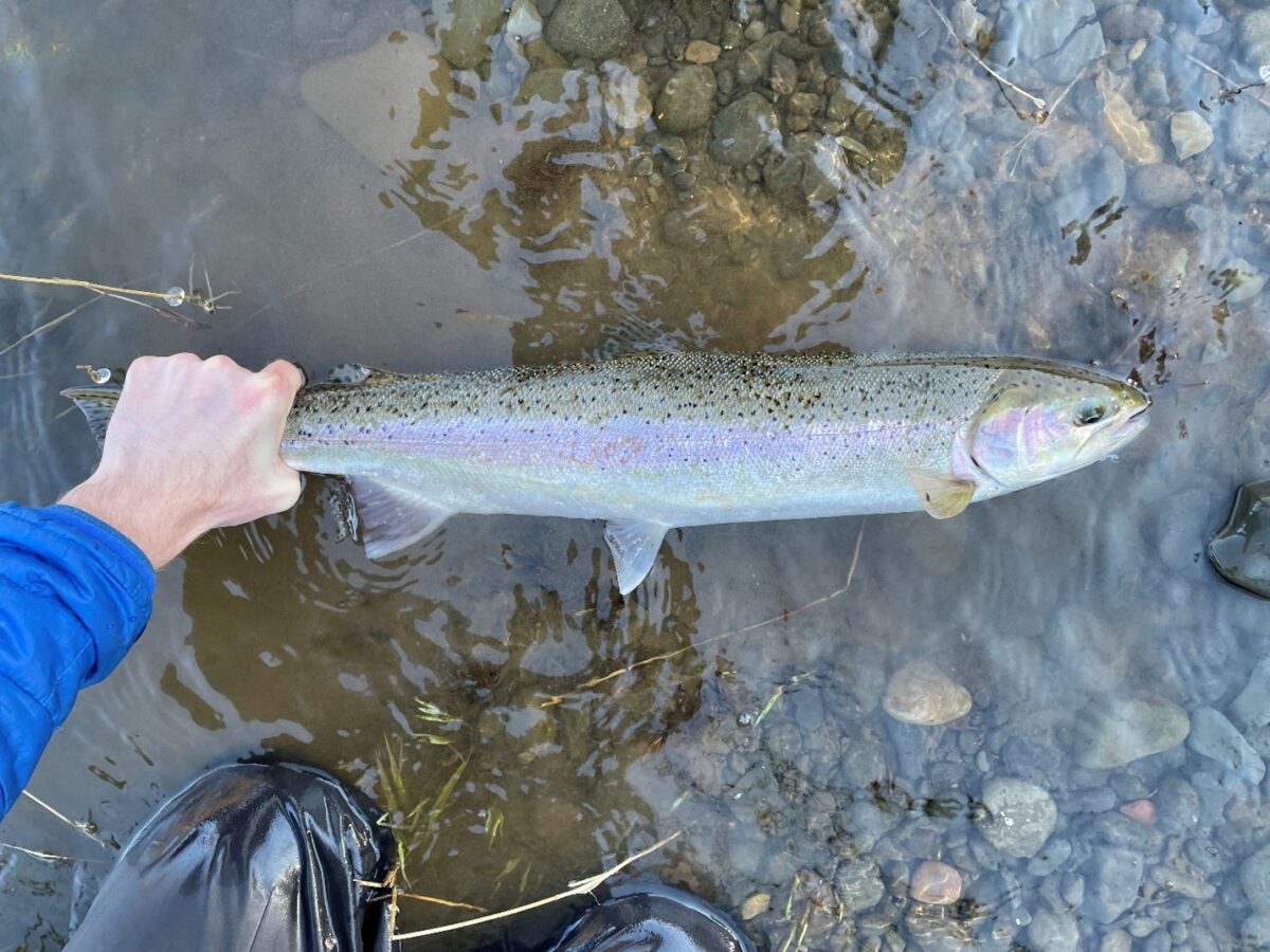 Happy Wild Steelhead Day in Washington! | Wild Steelheaders United